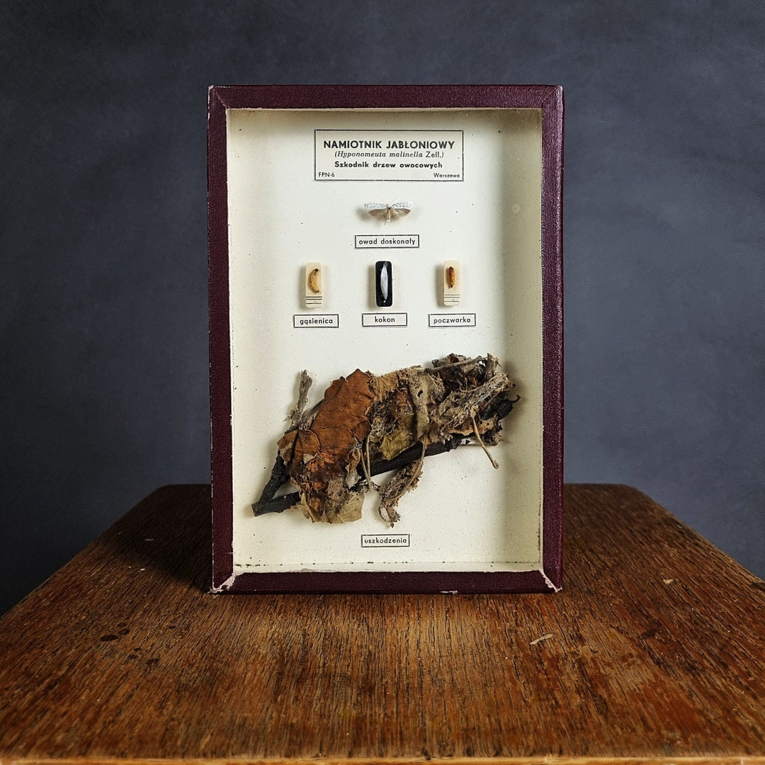 Vintage School Display ,cabinet of Curiosities ,glass Case With Insects ...