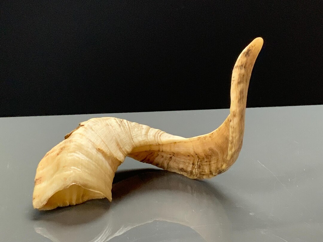 Real Curly Goat Horn, Taxidermy Ram Horn (17.7in), (# Atg ) - Etsy