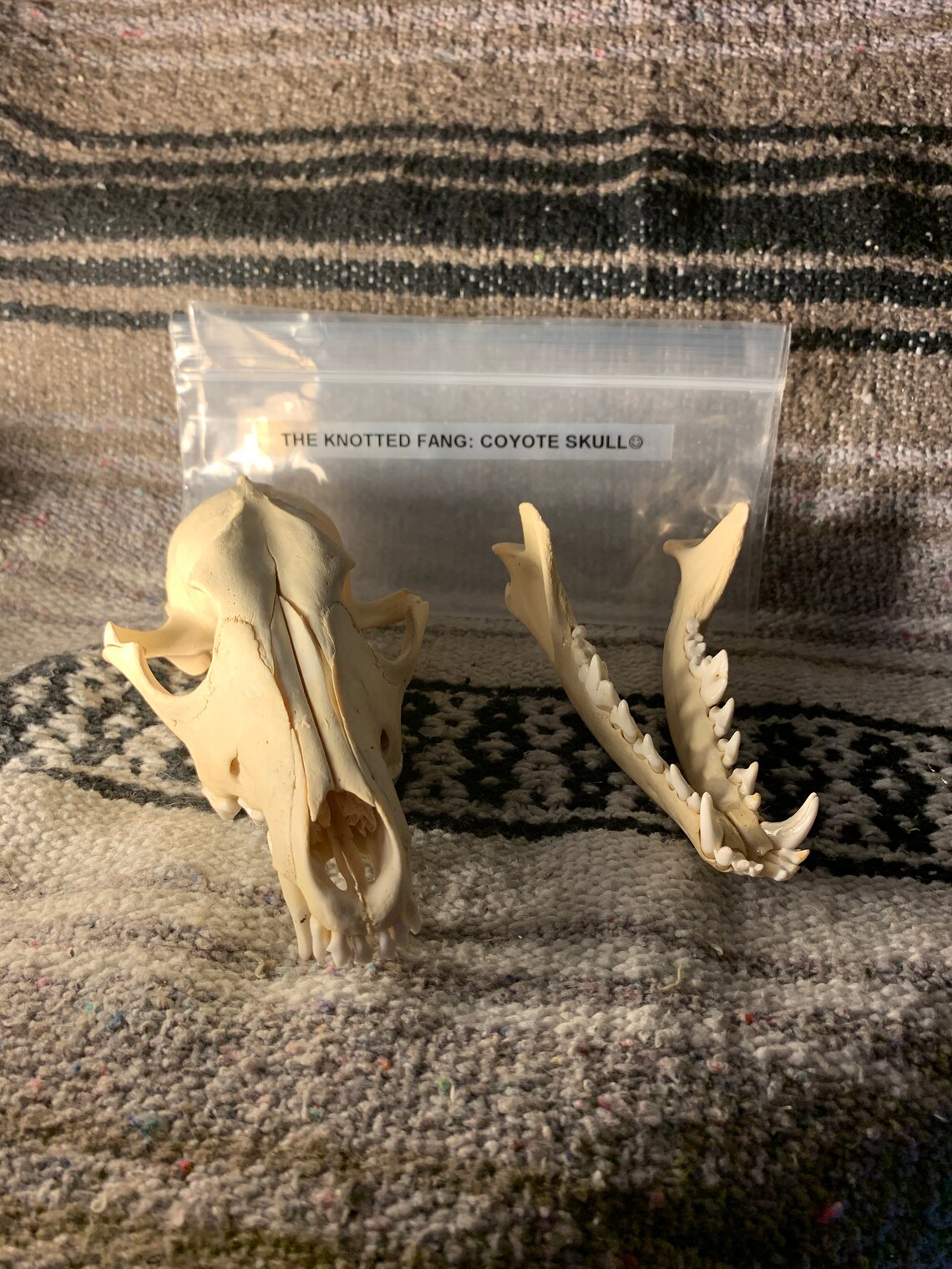 Coyote Skull | Etsy