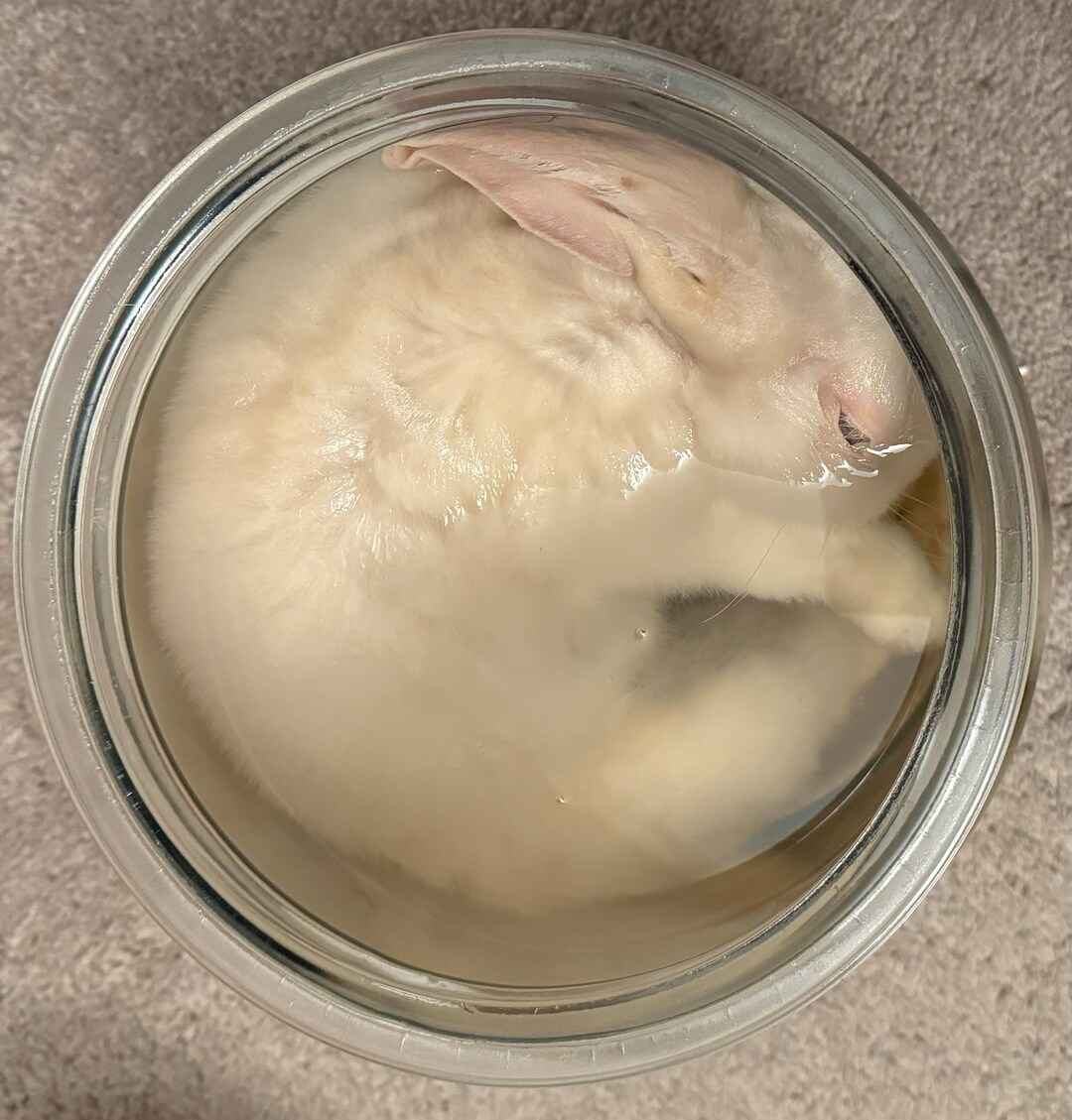 Large Brown Rabbit Wet Specimen not in Photo - Etsy