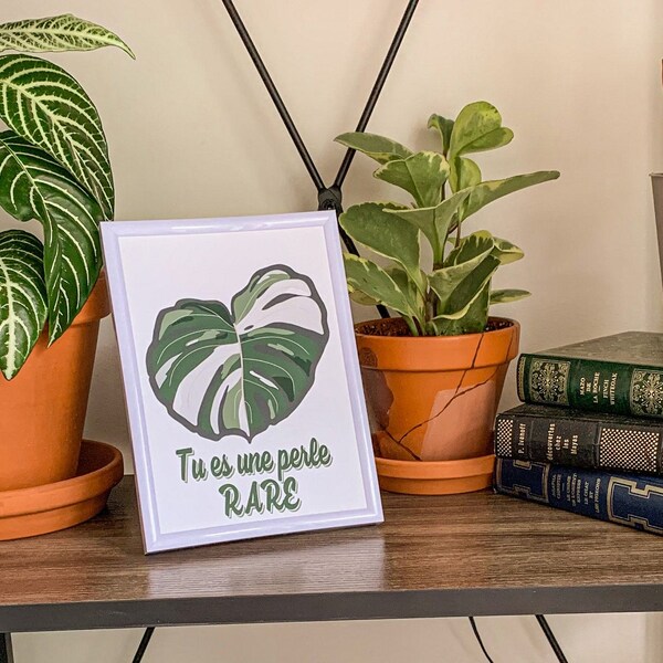 Monstera Albo - Etsy