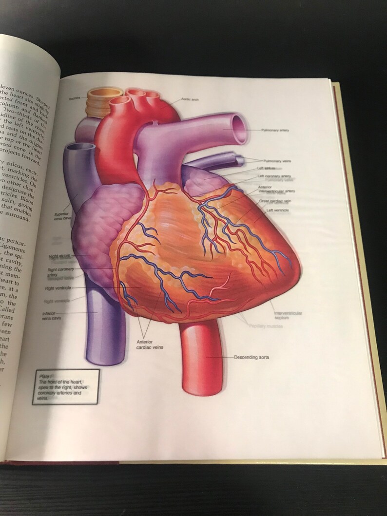 The Heart the Living Pump, the Human Body, 1984, Vintage, Vintage Book ...