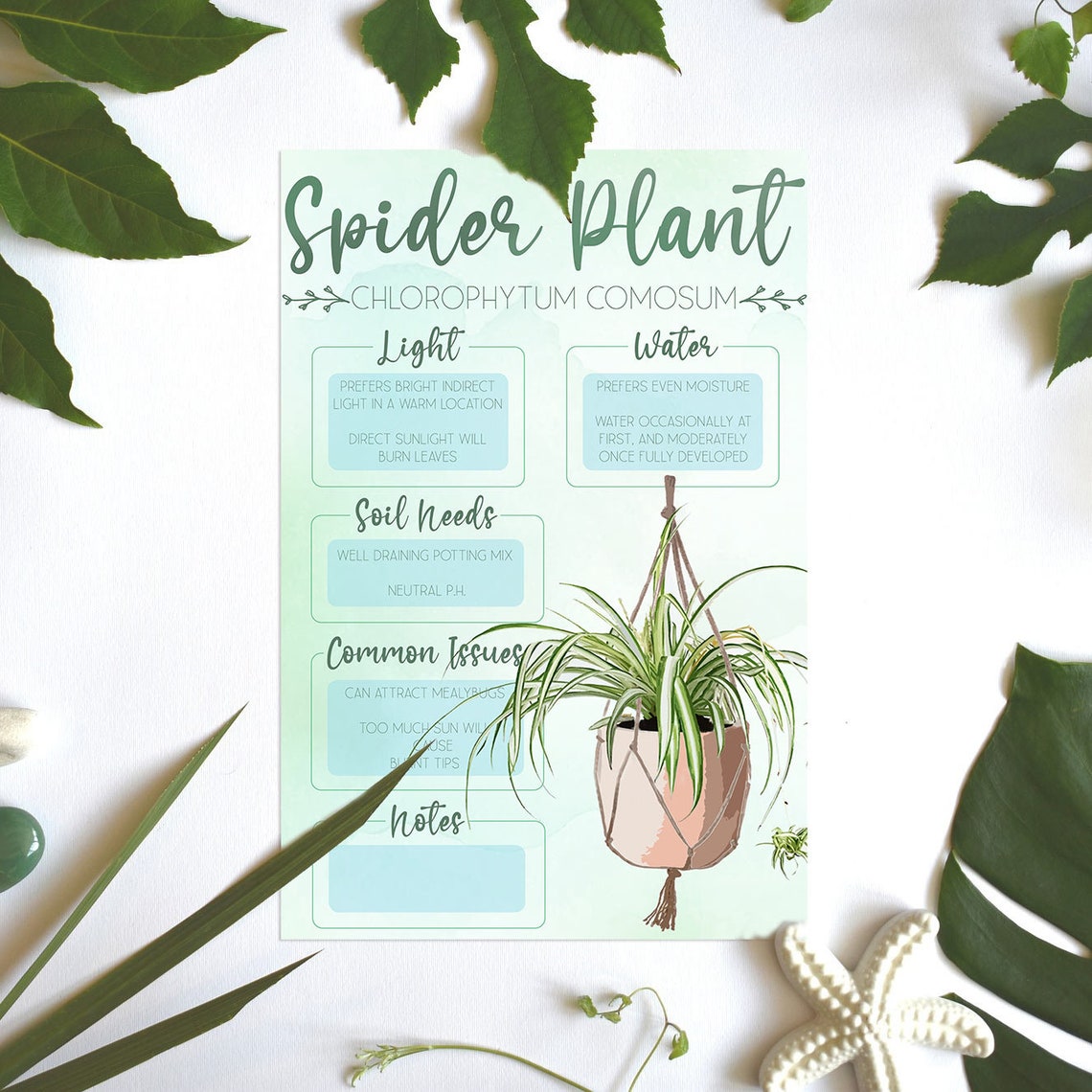 Plant Care Card | Plant Needs Image | Plant Information | Spider Plant ...