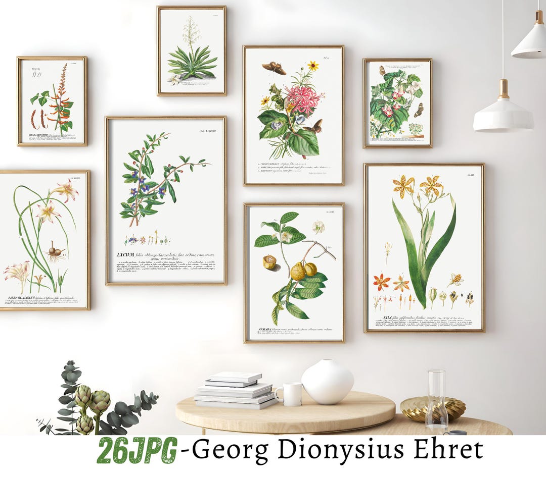 Georg Dionysius Ehret Botanical Art Print - 26 Vintage Flower ...
