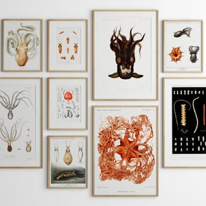 Mollusca & Shells Art Print, This Collection of Marine Illustrations ...