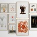 Mollusca & Shells Art Print, This Collection of Marine Illustrations ...