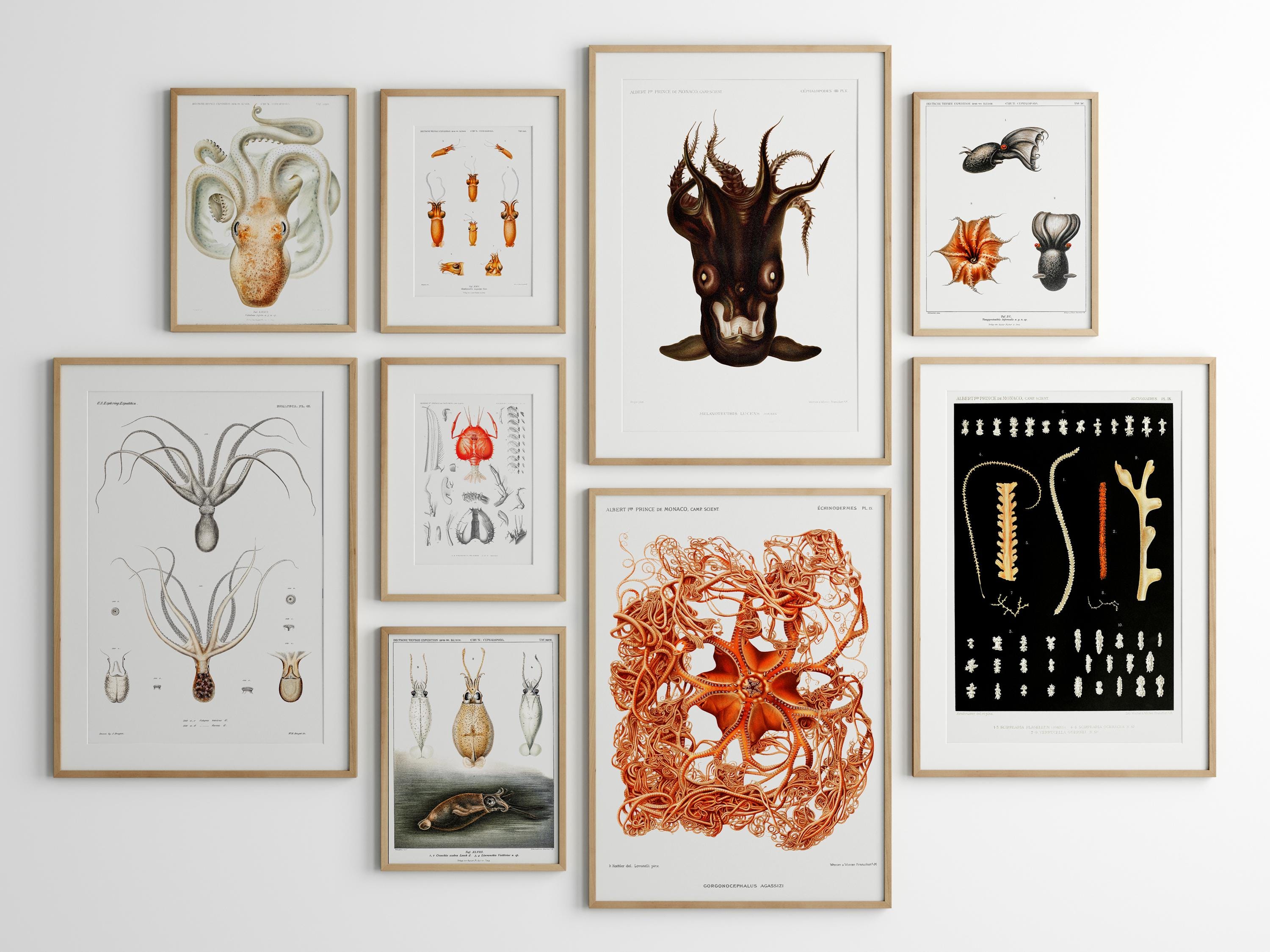 Mollusca & Shells Art Print, This Collection of Marine Illustrations ...