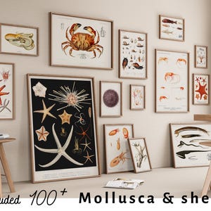 Mollusca & Shells Art Print, This Collection of Marine Illustrations ...