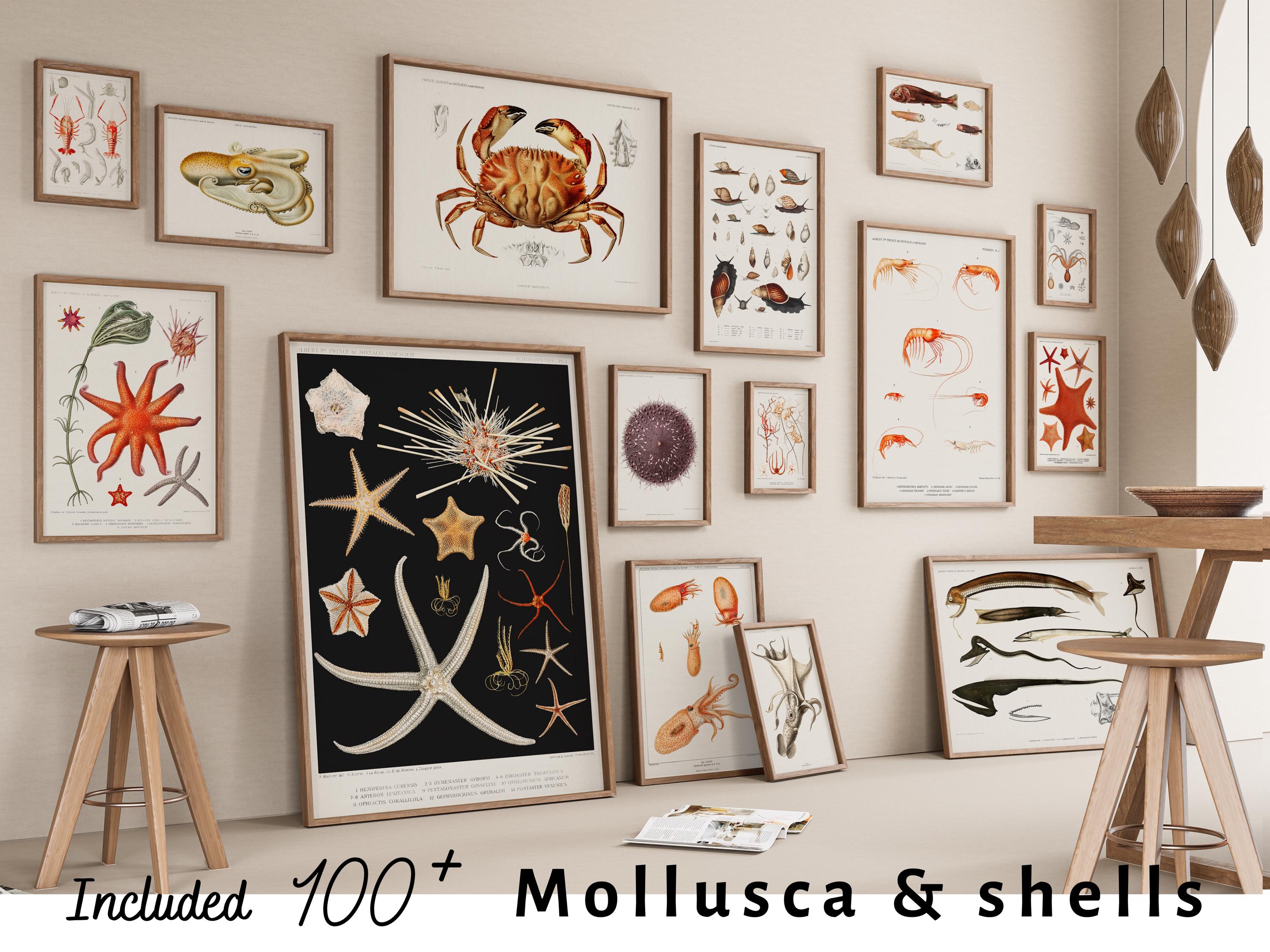 Mollusca & Shells Art Print, This Collection of Marine Illustrations ...