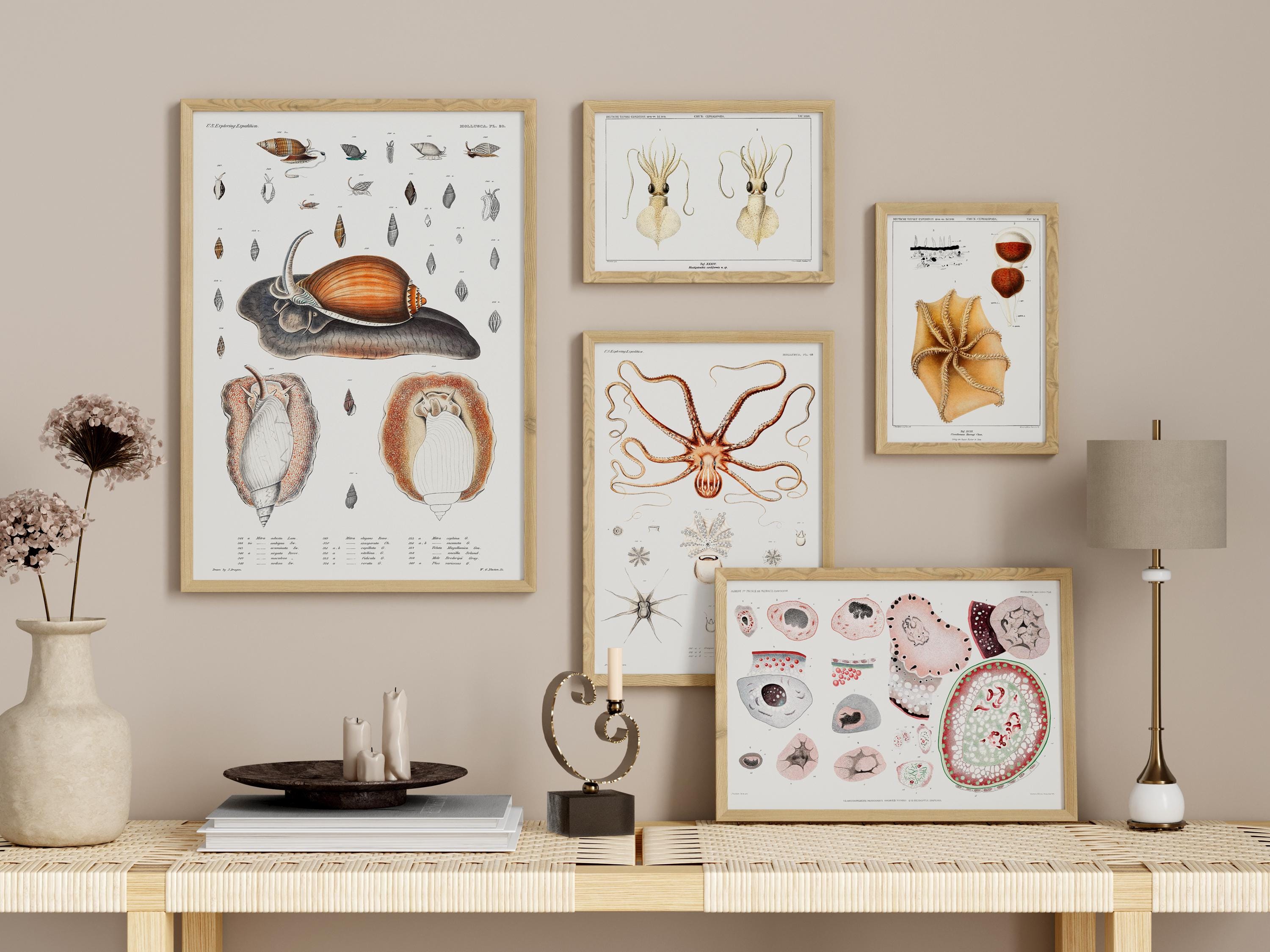 Mollusca & Shells Art Print, This Collection of Marine Illustrations ...