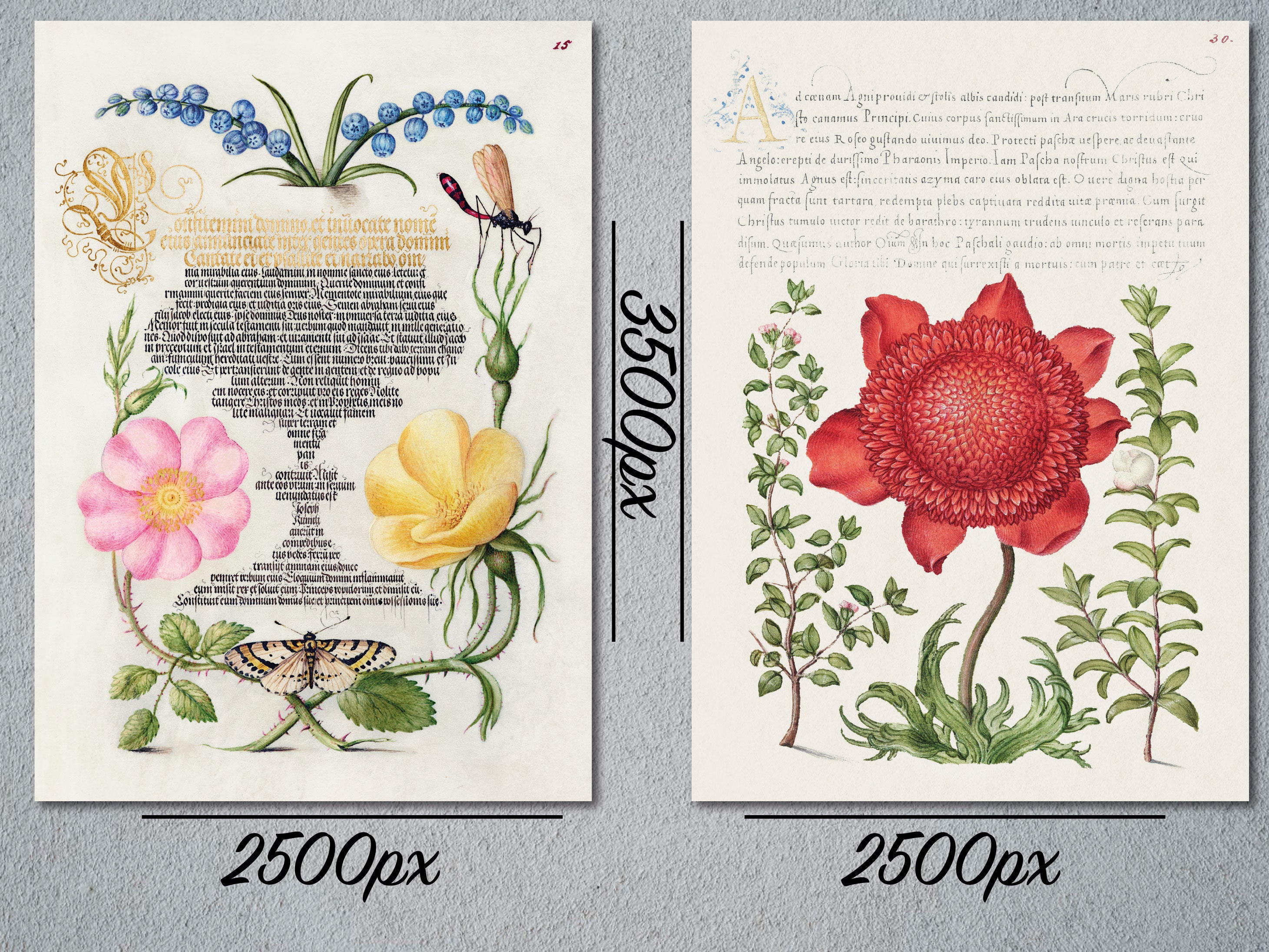 The Model Book of Calligraphy, Included Total of 30 Printable Paper ...