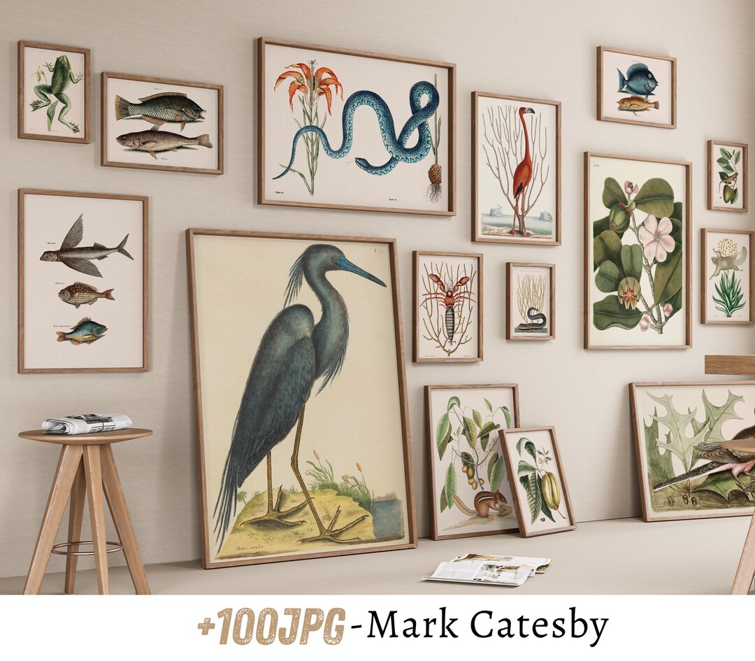 Mark Catesby Art Print - Vintage Natural History Illustrations - "the ...