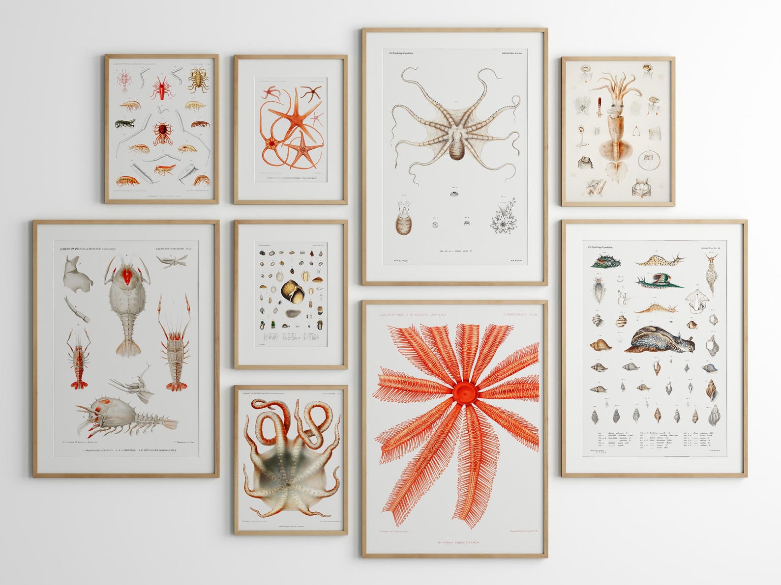 Mollusca & Shells Art Print, This Collection of Marine Illustrations ...