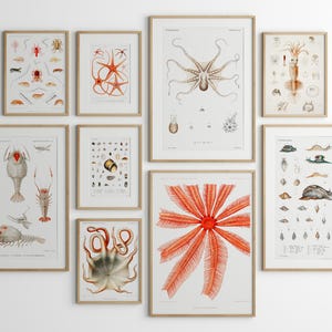 Mollusca & Shells Art Print, This Collection of Marine Illustrations ...