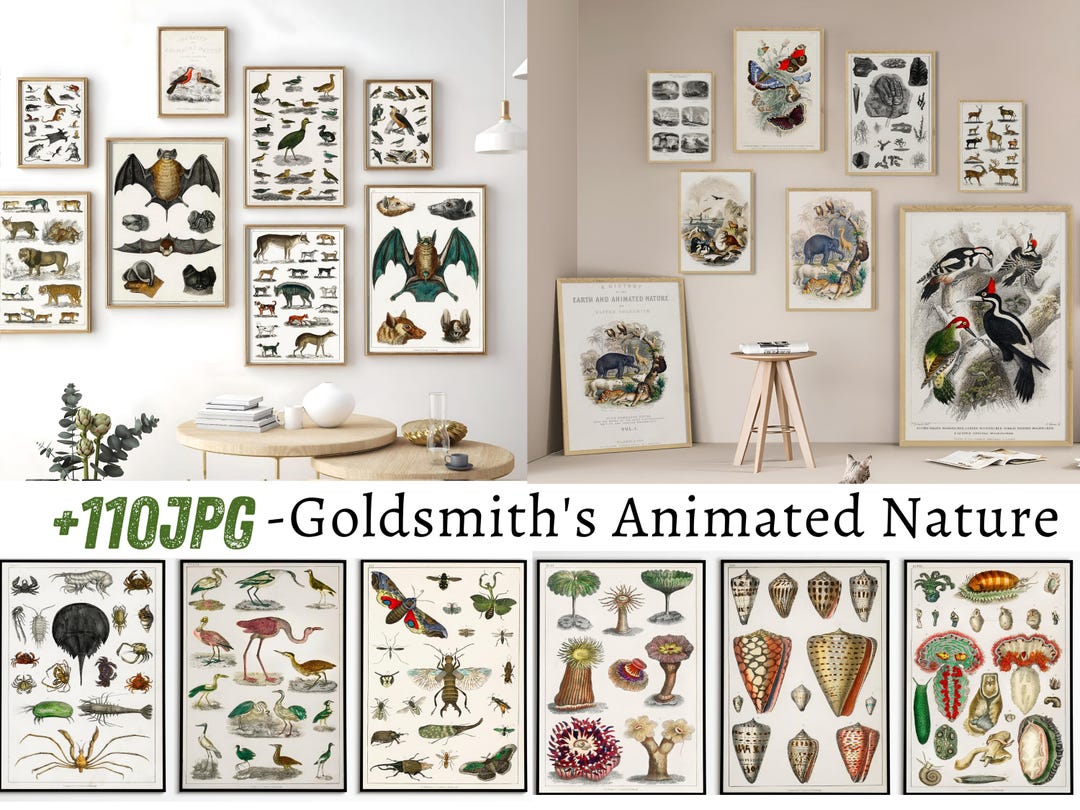 Oliver Goldsmith Natural History Illustrations - Vintage Animal & Bird ...