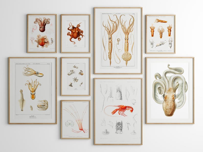 Mollusca & Shells Art Print, This Collection of Marine Illustrations ...