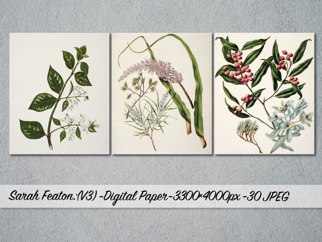 Native Flowering Plants of New Zealand, 30 Different Images, Digital ...