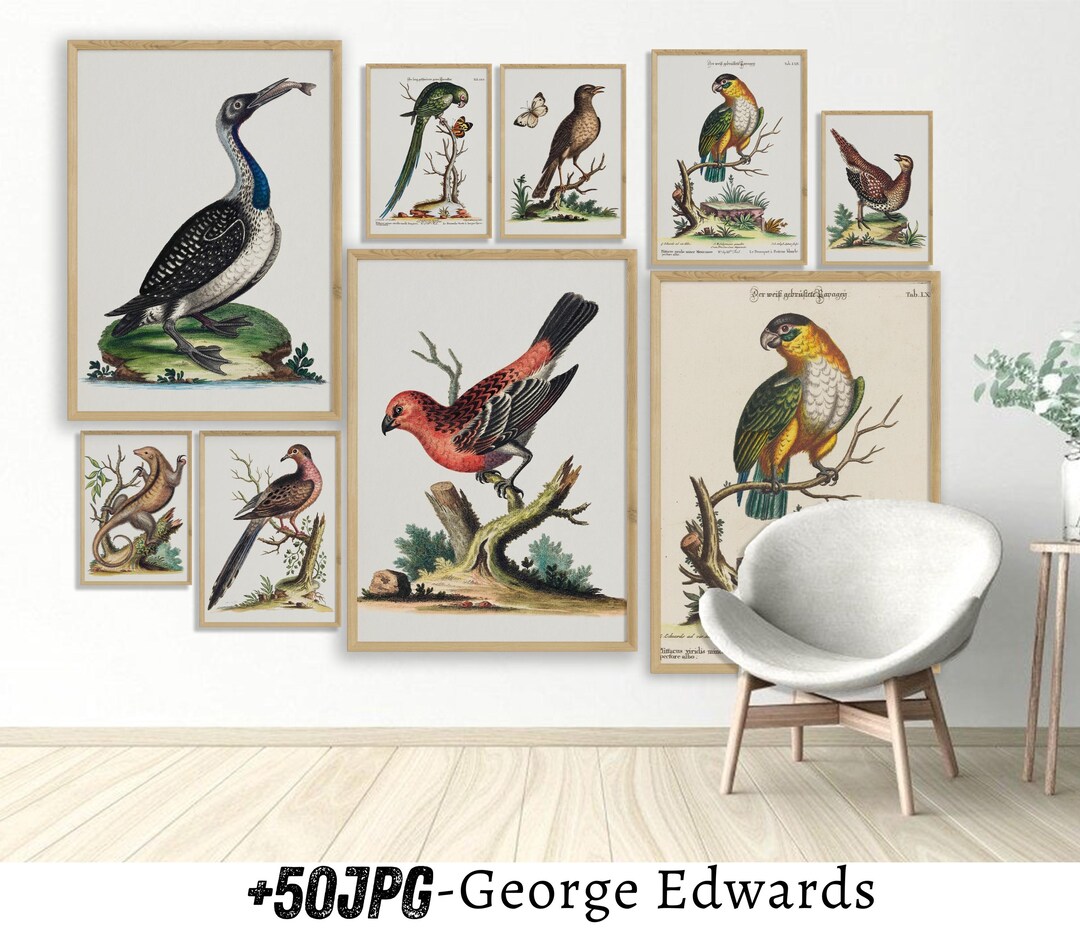 George Edwards Natural History Art Print - Vintage Bird Illustrations ...