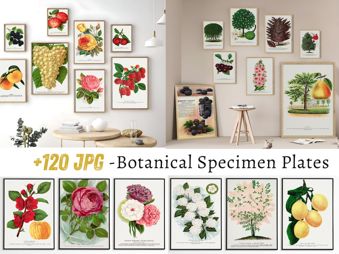 Botanical Specimen Plates - Vintage Plant Illustrations - Antique ...