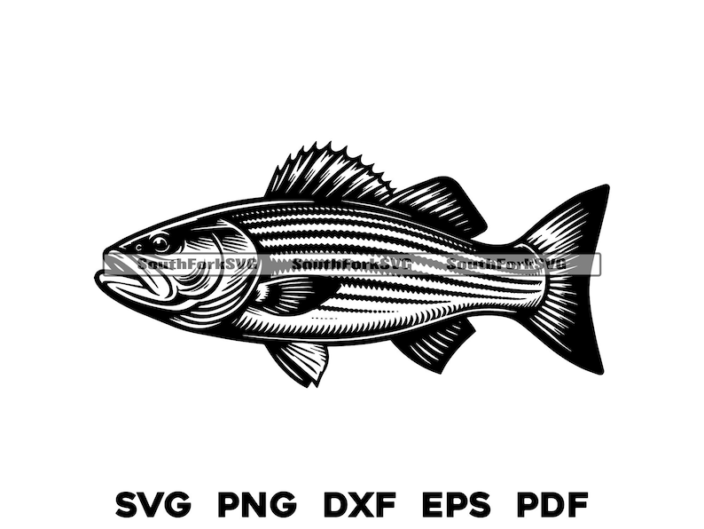 Striped Bass, Striper 1 | Svg Png Dxf Eps Pdf | Transparent Vector ...