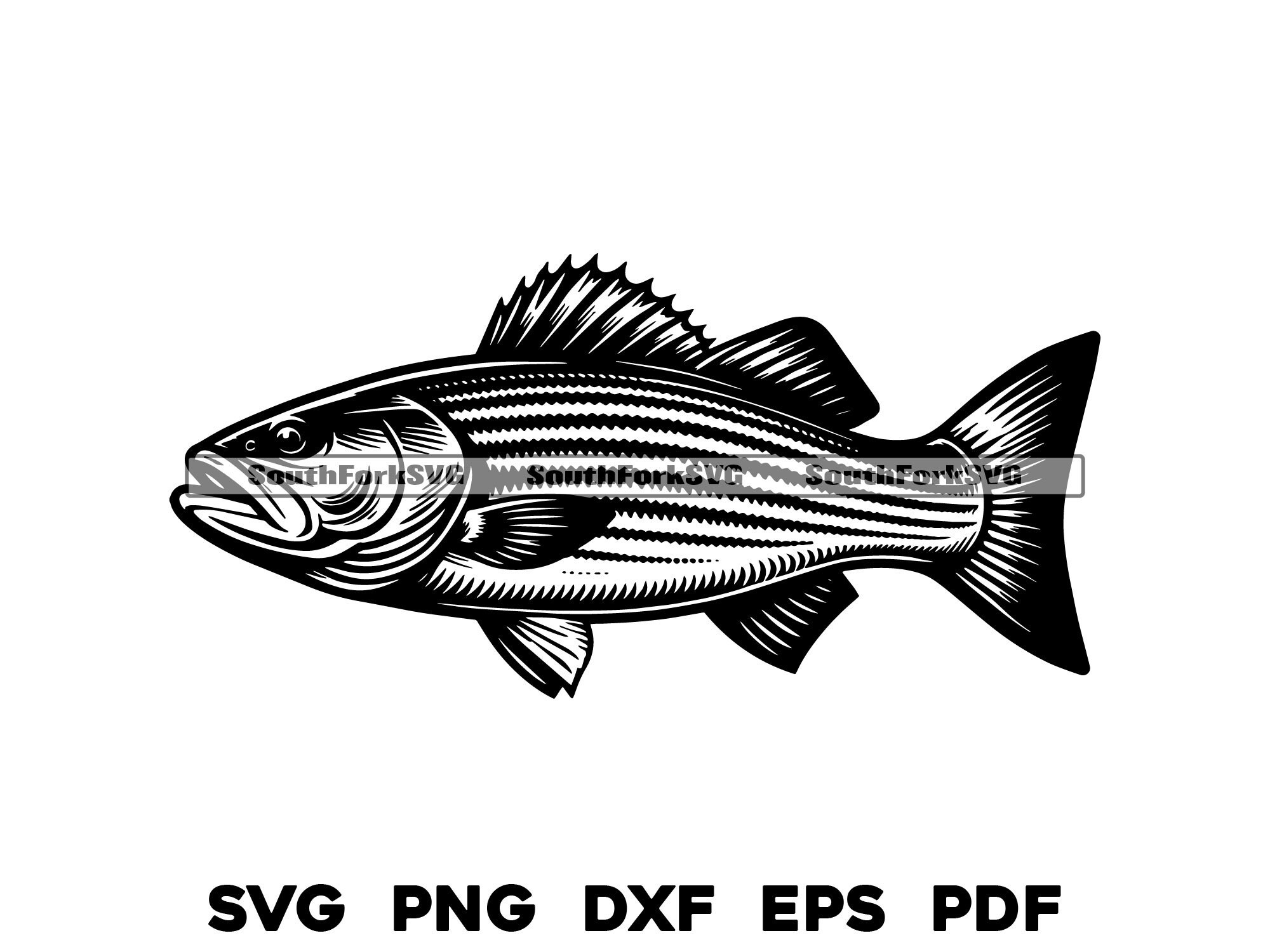 Striped Bass, Striper 1 | Svg Png Dxf Eps Pdf | Transparent Vector ...