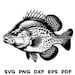 Crappie Fish Design Files | Svg Png Dxf Eps Pdf | Transparent Vector ...