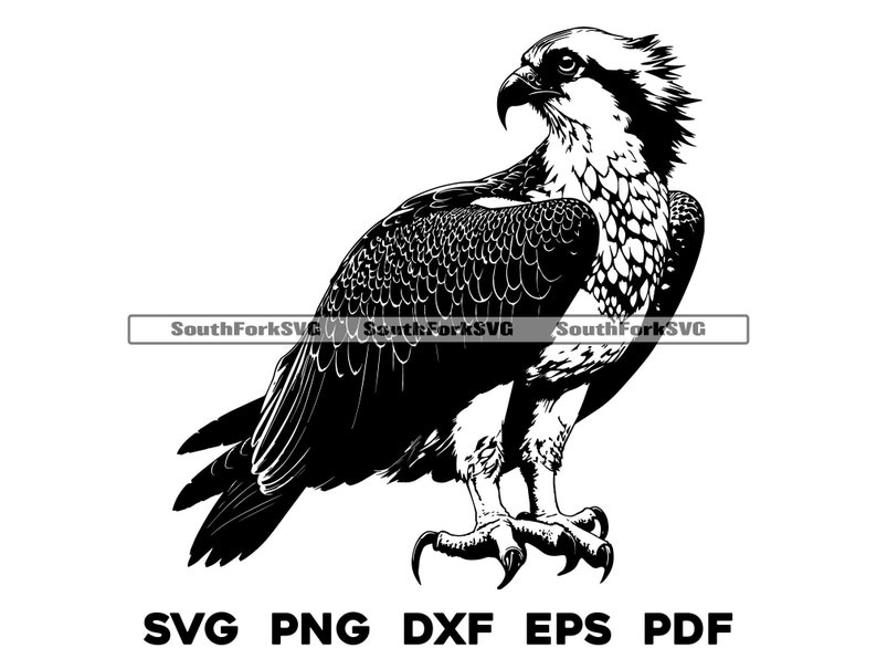 Osprey Bird Design | Svg Png Dxf Eps Pdf | Vector Graphic Cut File ...