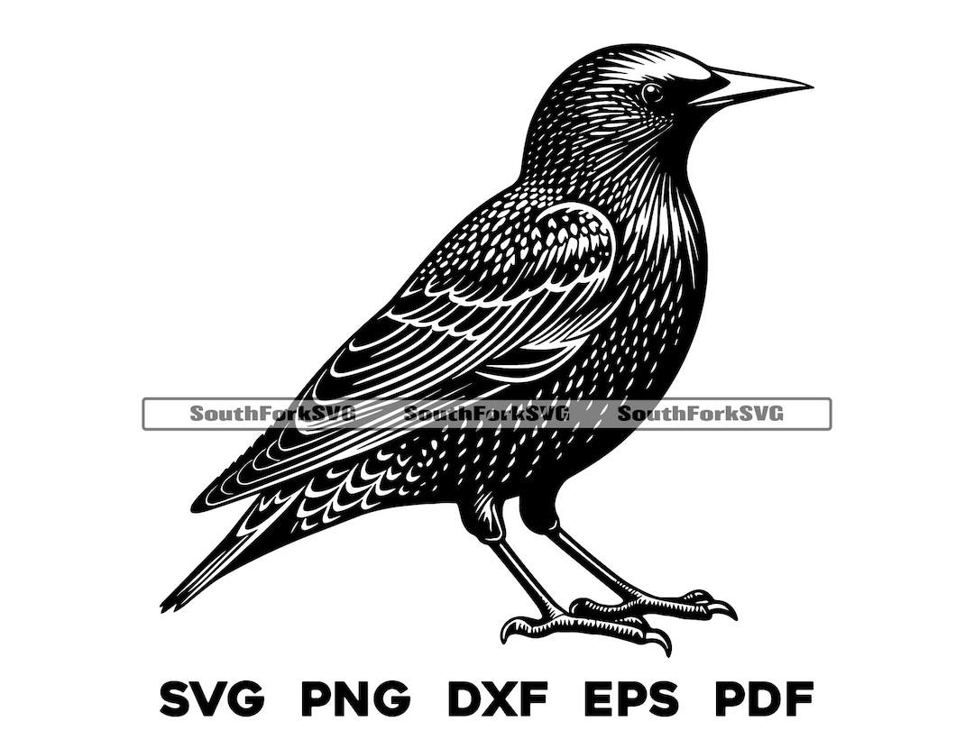 Standing European Starling Design | Svg Png Dxf Eps Pdf | Vector ...