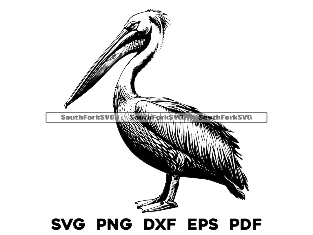 Pelican Bird Design | Svg Png Dxf Eps Pdf | Vector Graphic Cut File ...