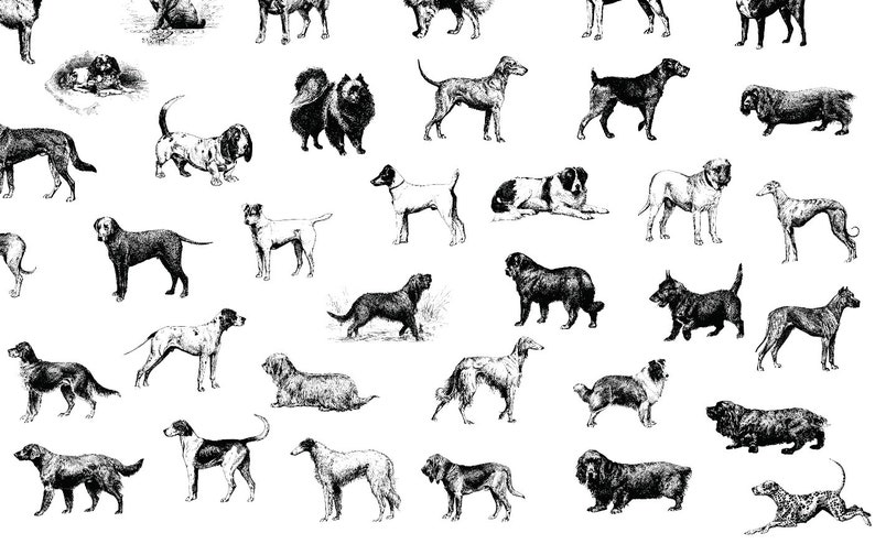 Dog Breed Illustration SVG PNG Bundle Cameo Sublimation Vector - Etsy