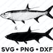 Tarpon SVG PNG DXF Vector Transparent Cameo Silhouette Cut File Saying ...