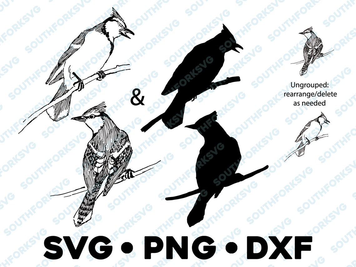 Blue Jay Birds SVG PNG DXF Cut File for Cricut Silhouette | Etsy