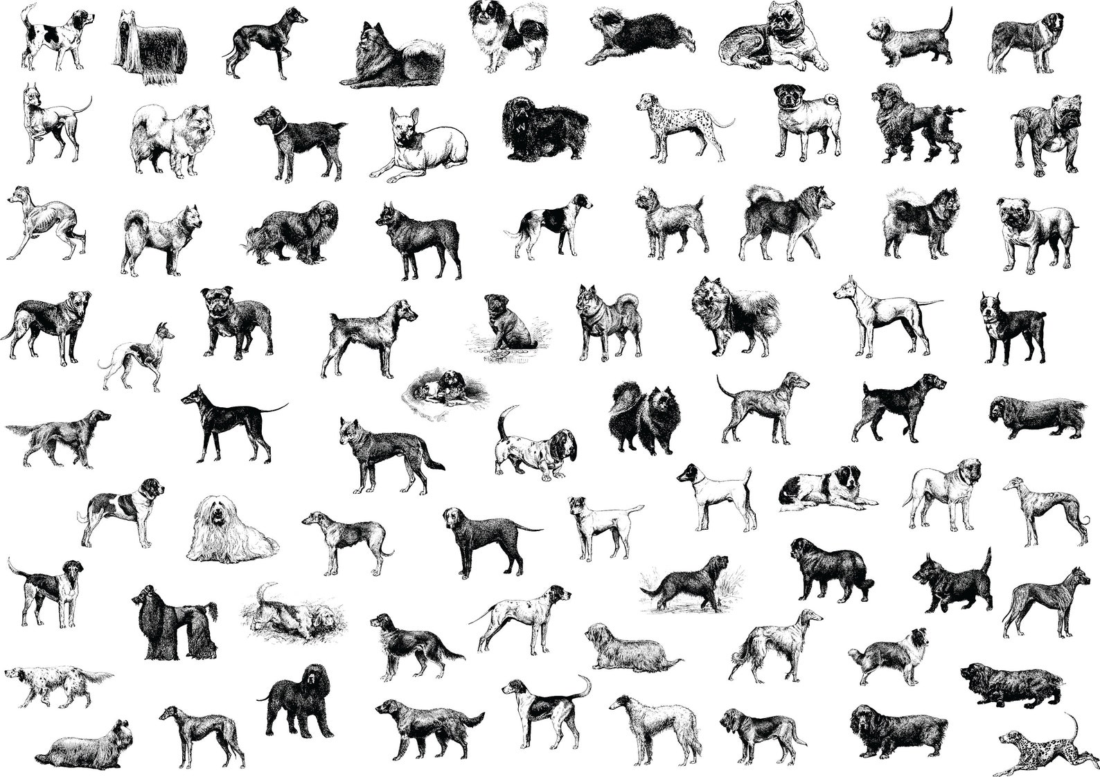 Dog Breed Illustration SVG PNG Bundle Cameo Sublimation Vector - Etsy