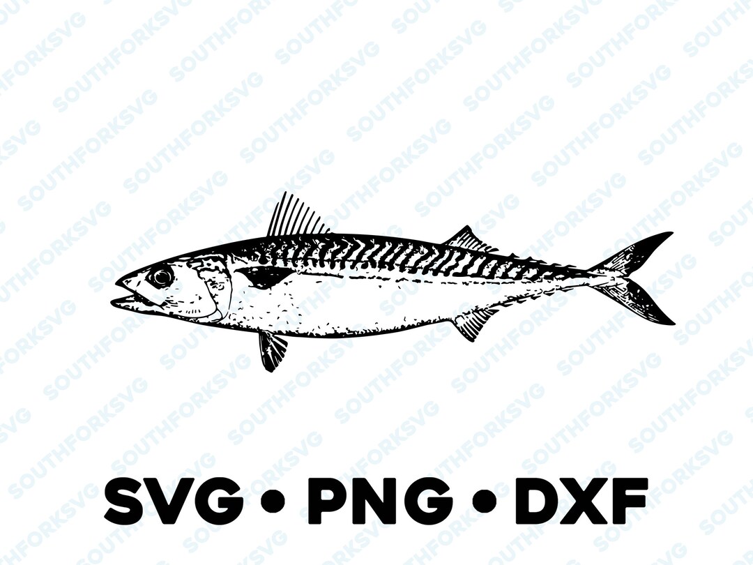 Atlantic King Mackerel SVG PNG DXF Vector Transparent Graphic Design ...