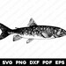 Crappie Chasing Minnow Design Svg Png Dxf Eps Pdf Transparent Vector ...