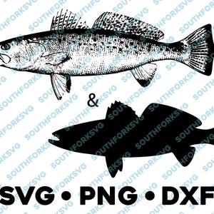 Spotted Sea Trout Speckled Weakfish SVG PNG DXF Vector Transparent ...