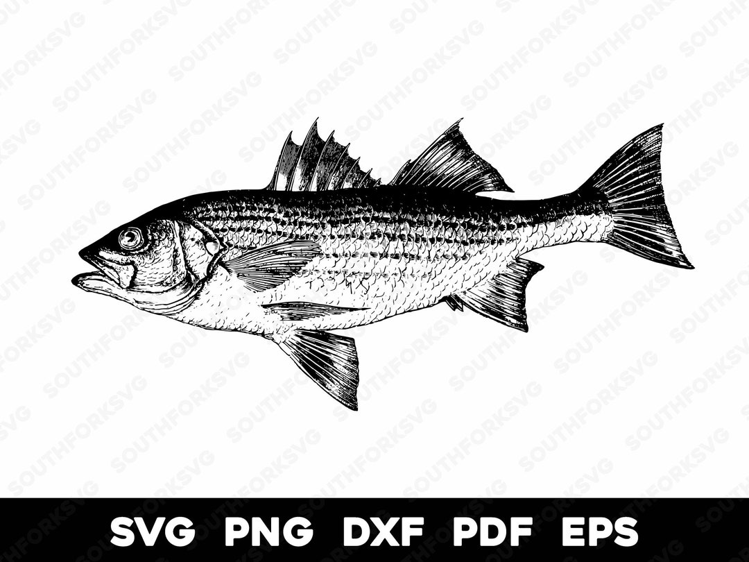 Vintage Distressed Striped Bass Design | Svg Png Dxf Eps Pdf | Vector ...