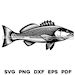 Redfish Red Drum Design | Svg Png Dxf Eps Pdf | Transparent Vector ...