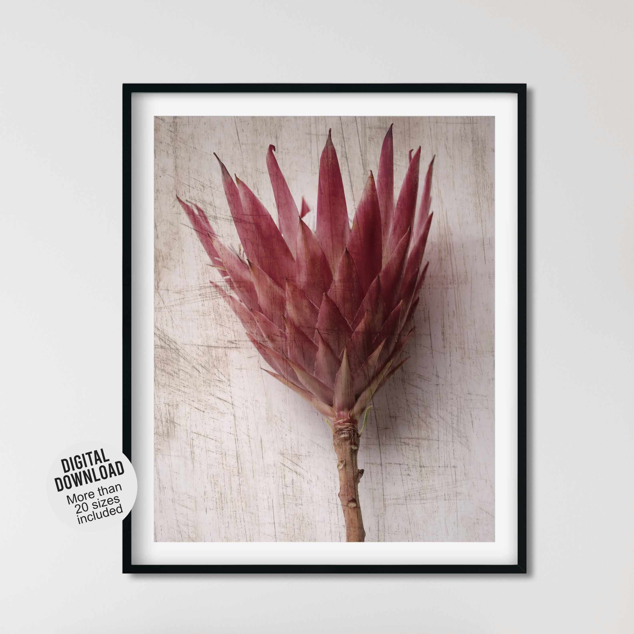 Printable Protea Flower With a Long Stem Photography Vintage - Etsy
