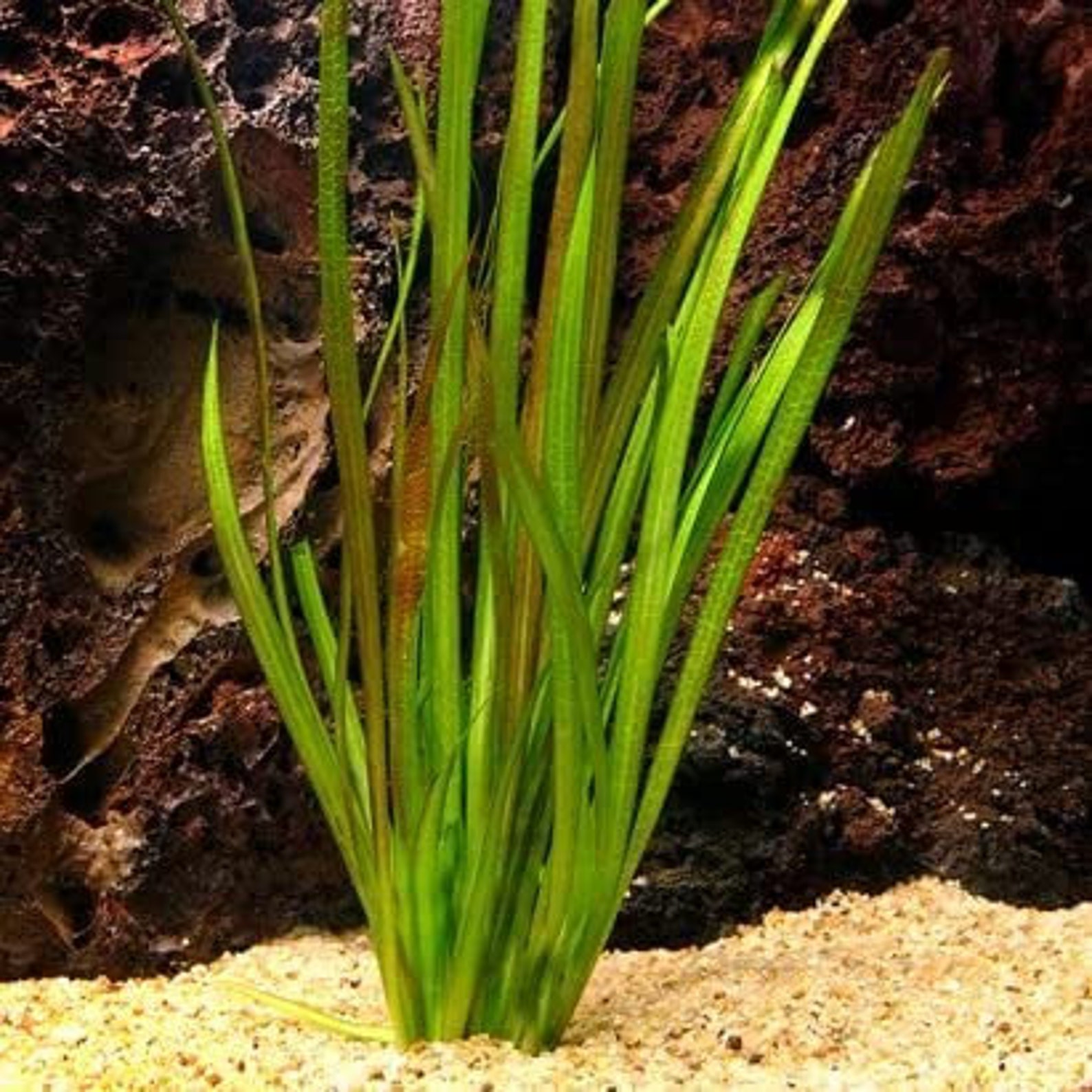 10 Jungle Val Jungle Vallisneria Live Aquarium Freshwater | Etsy