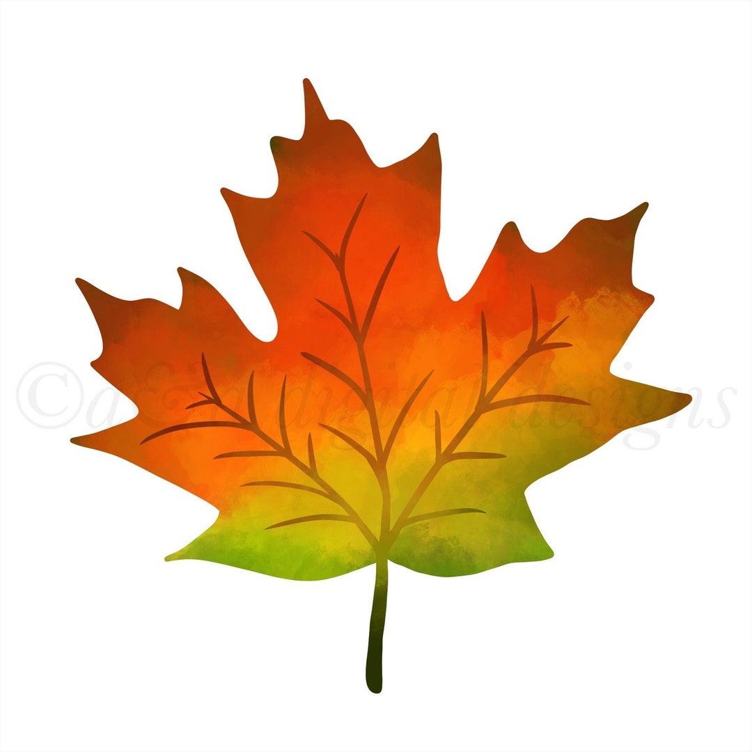 Maple Leaf- Instant Digital Download, PNG and JPG Files, Hand Drawn ...