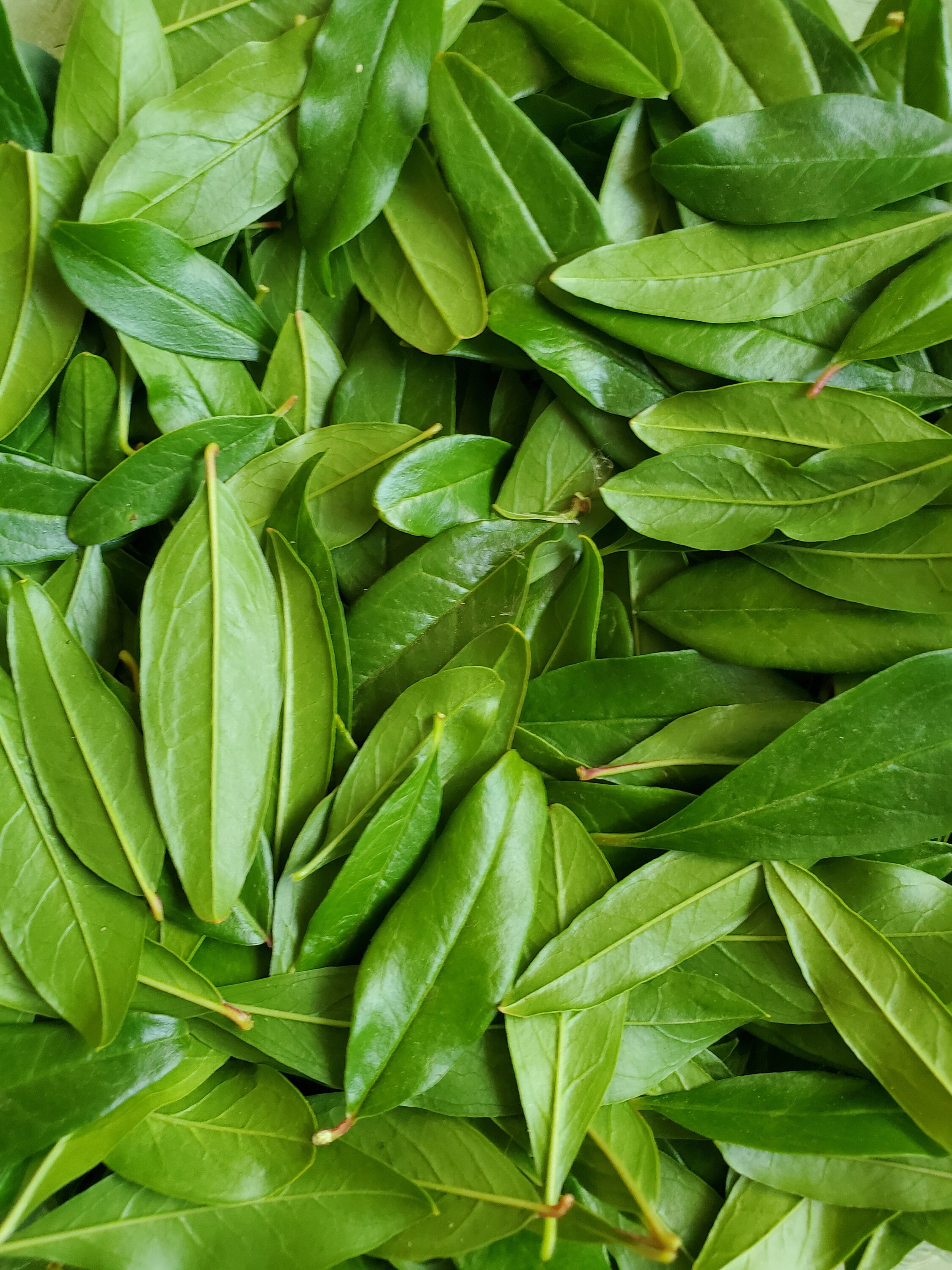 Pomegranate leaves 6 oz 170 grams sun dried organically | Etsy
