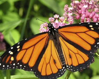 Monarch Butterfly Montessori 3 Part Cards Butterfly Life Cycle - Etsy