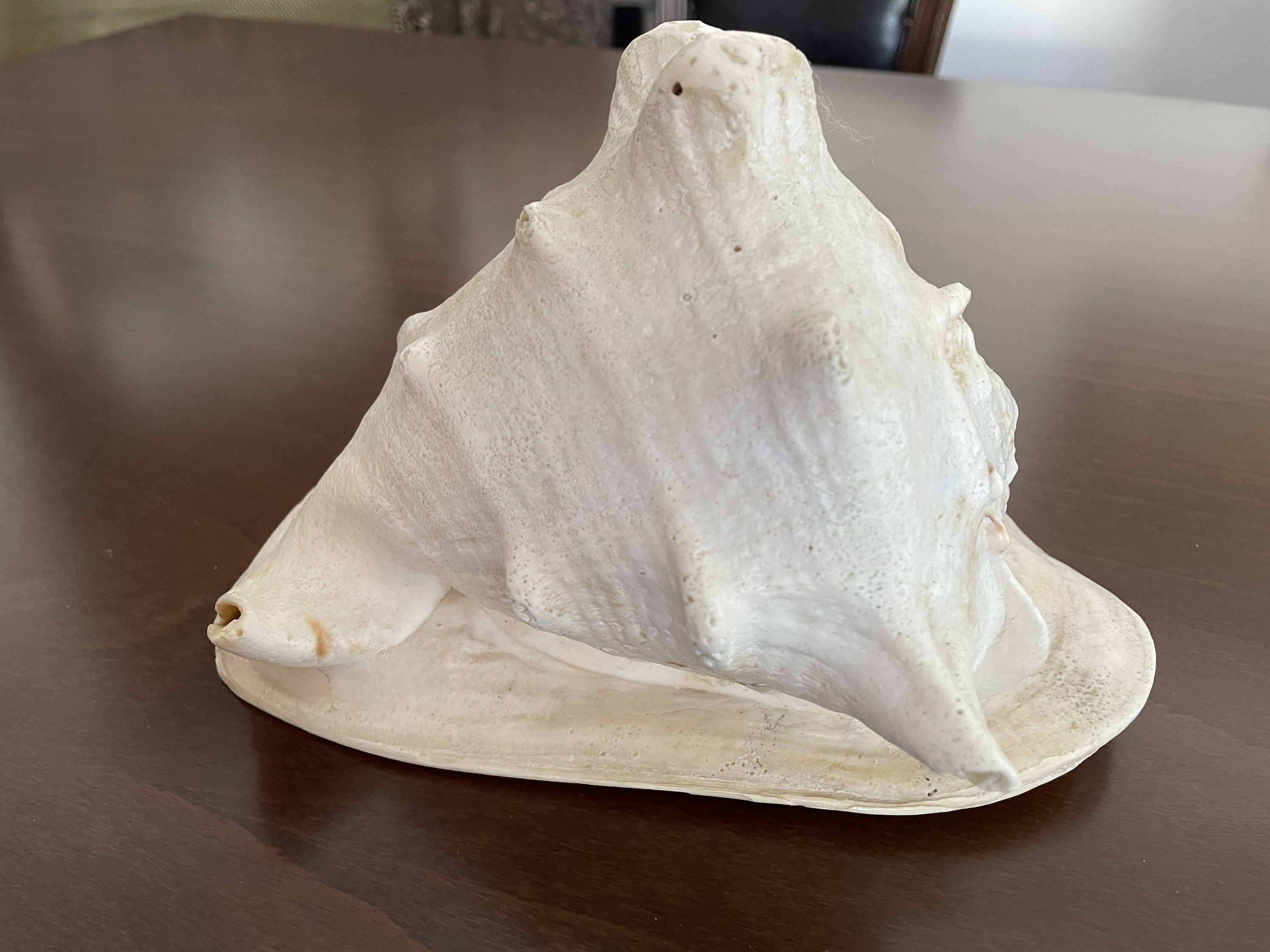 A Horned Queen Helmet Conch Shell, Home Decor Conch Shell, Sea Shell ...