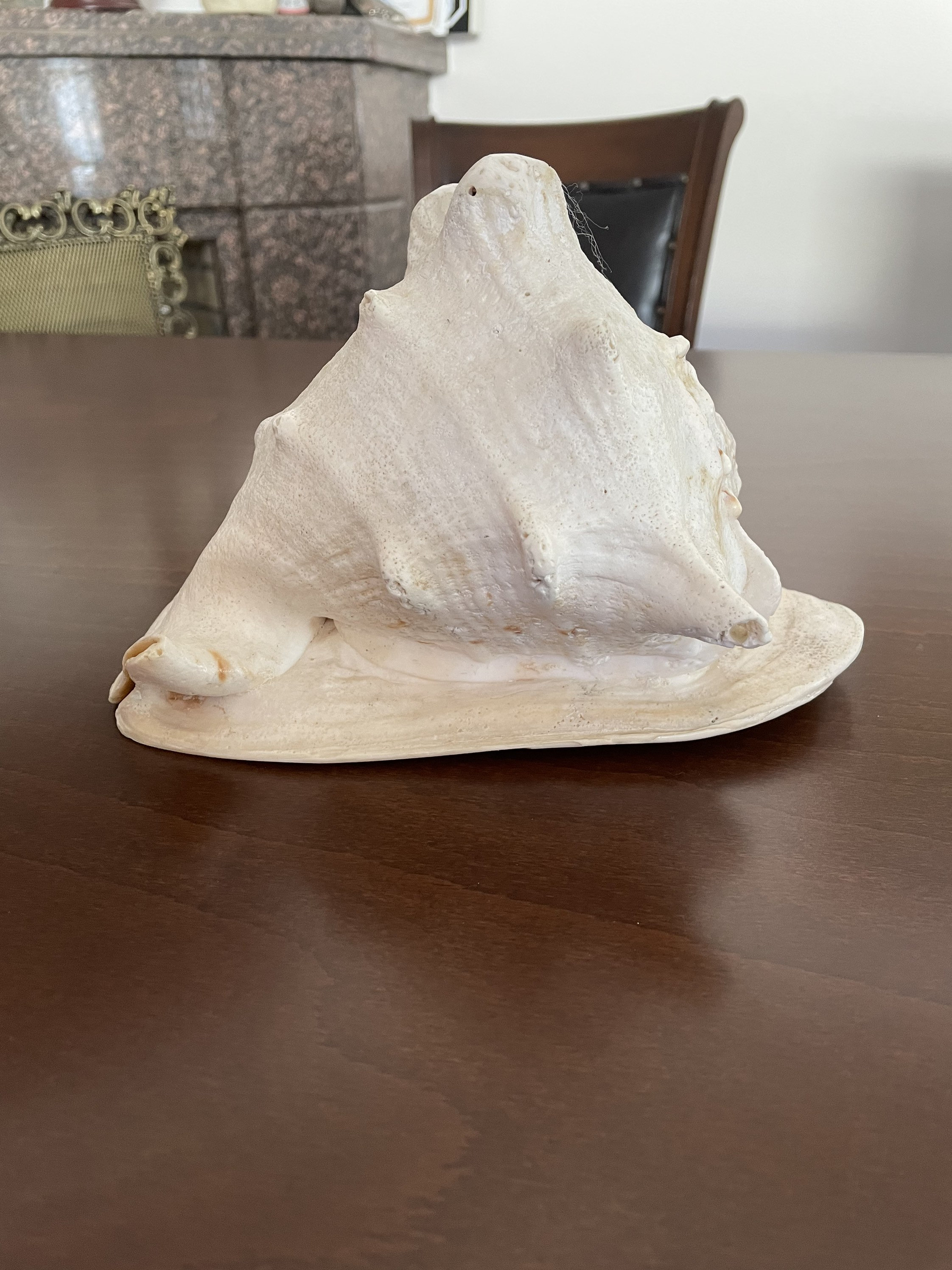A Horned Queen Helmet Conch Shell, Home Decor Conch Shell, Sea Shell ...