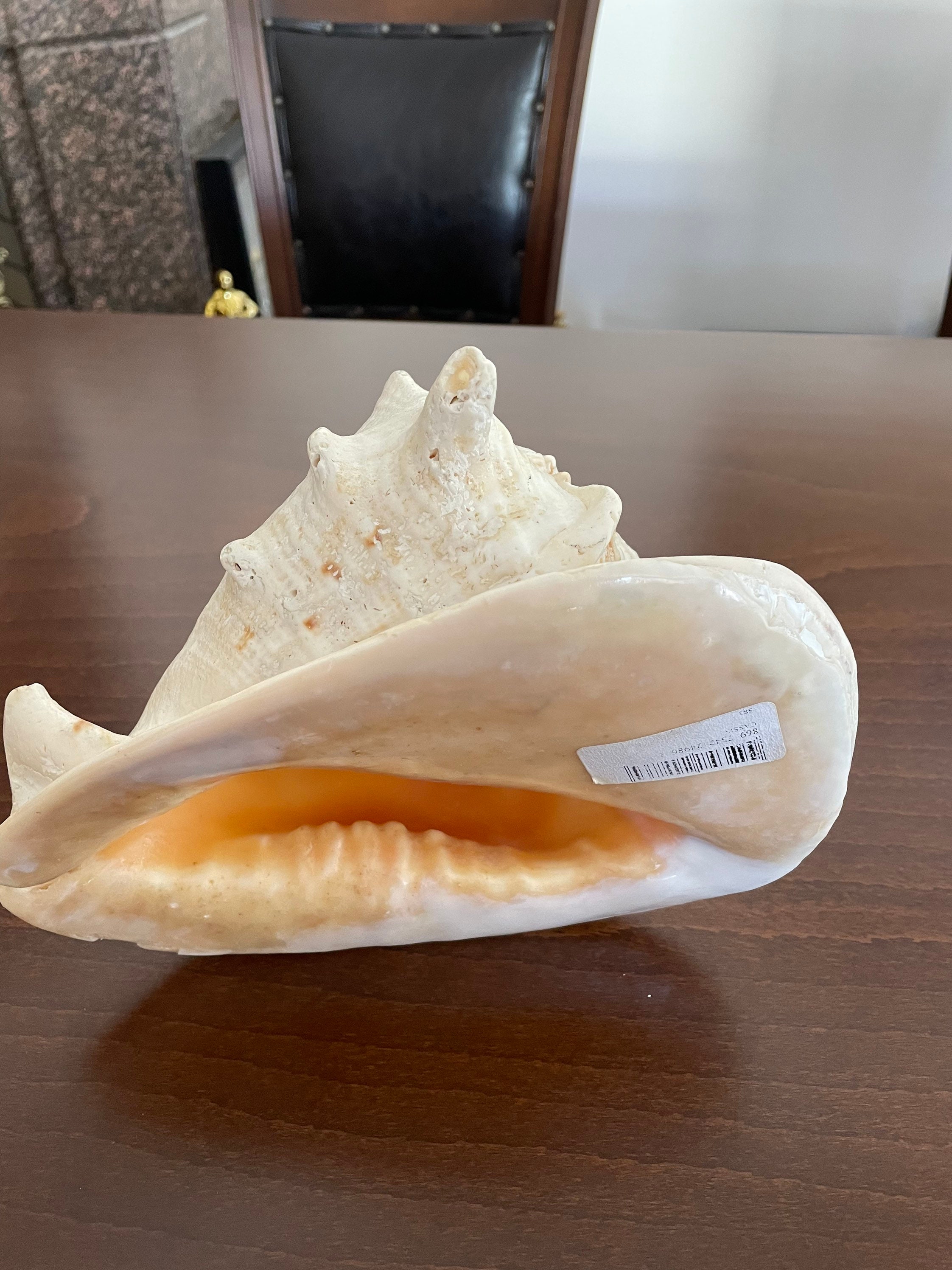 A Horned Queen Helmet Conch Shell, Home Decor Conch Shell, Sea Shell ...