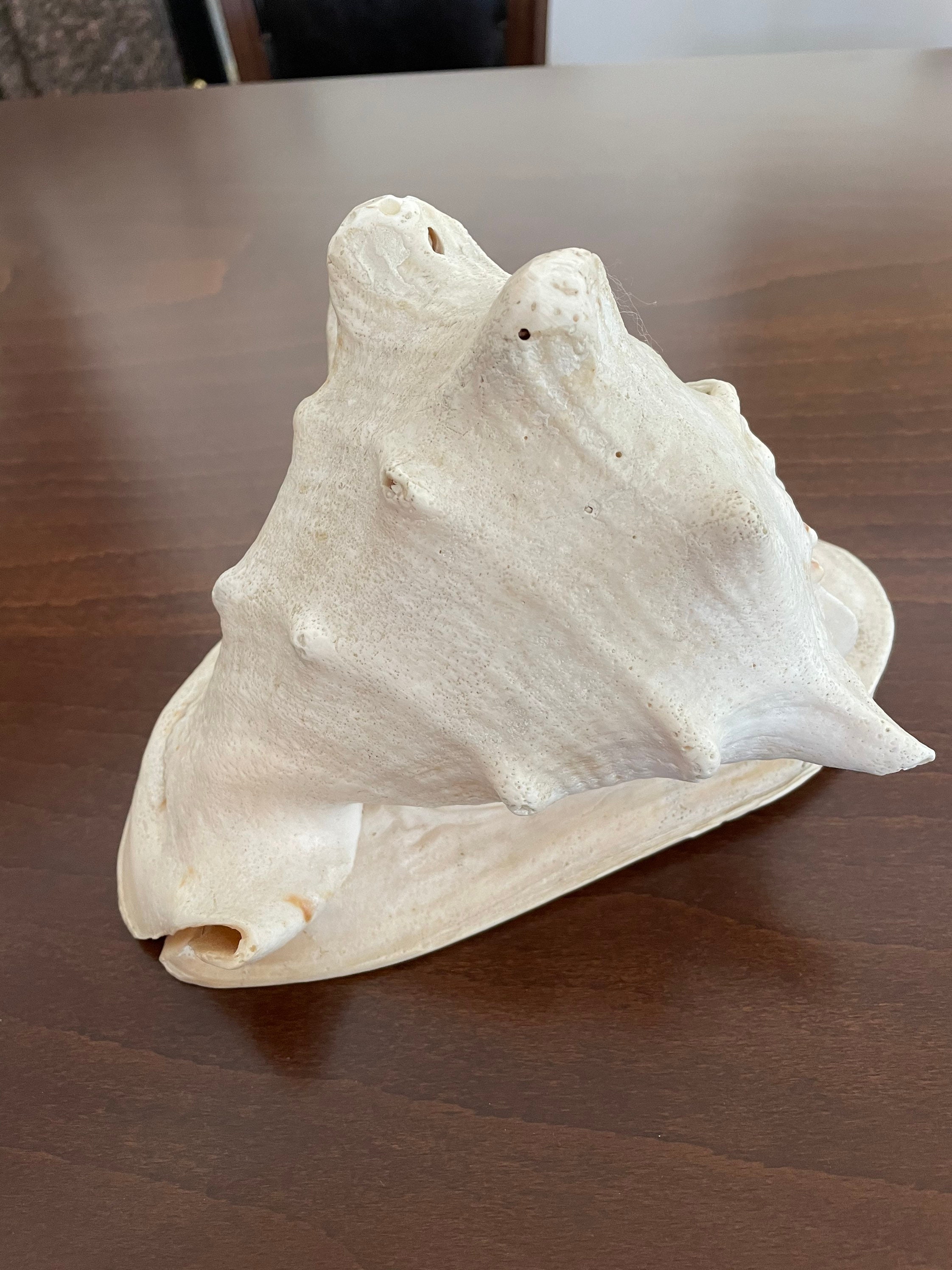 A Horned Queen Helmet Conch Shell, Home Decor Conch Shell, Sea Shell ...