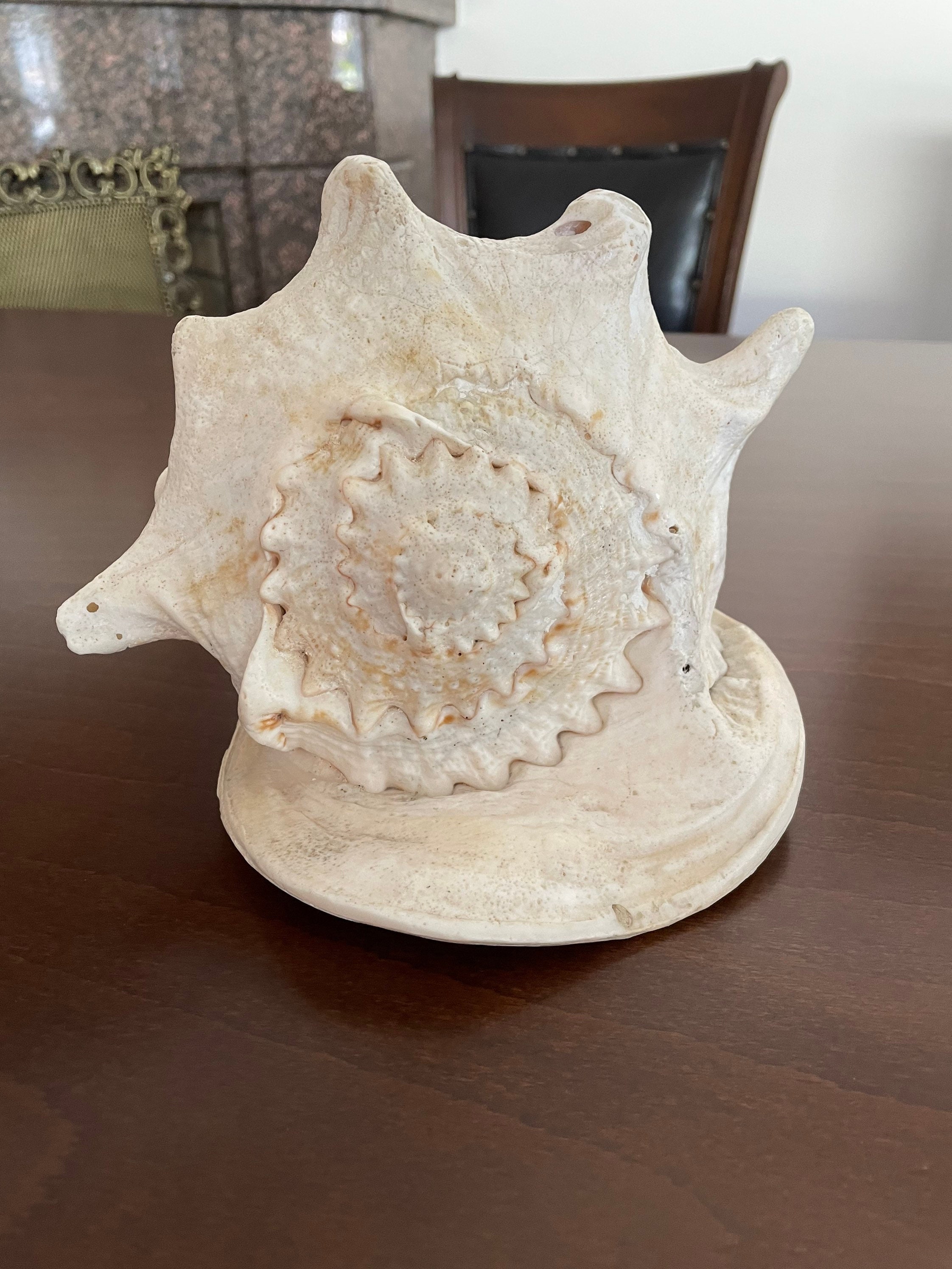 A Horned Queen Helmet Conch Shell, Home Decor Conch Shell, Sea Shell ...