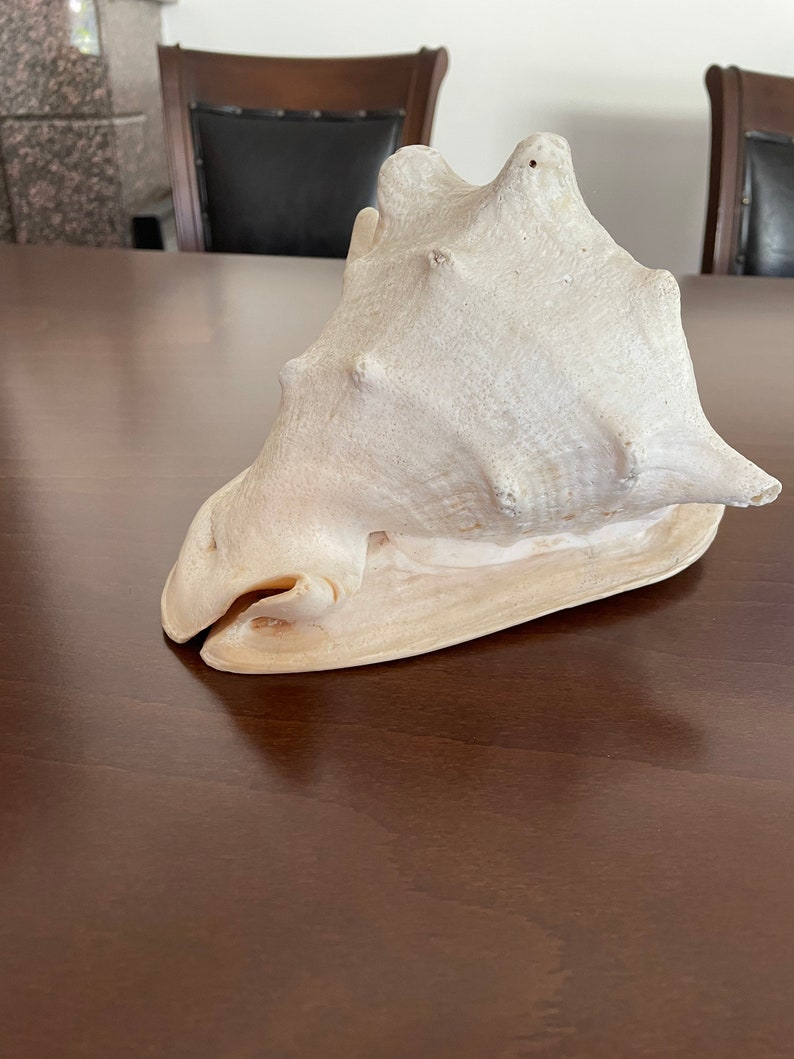 A Horned Queen Helmet Conch Shell, Home Decor Conch Shell, Sea Shell ...