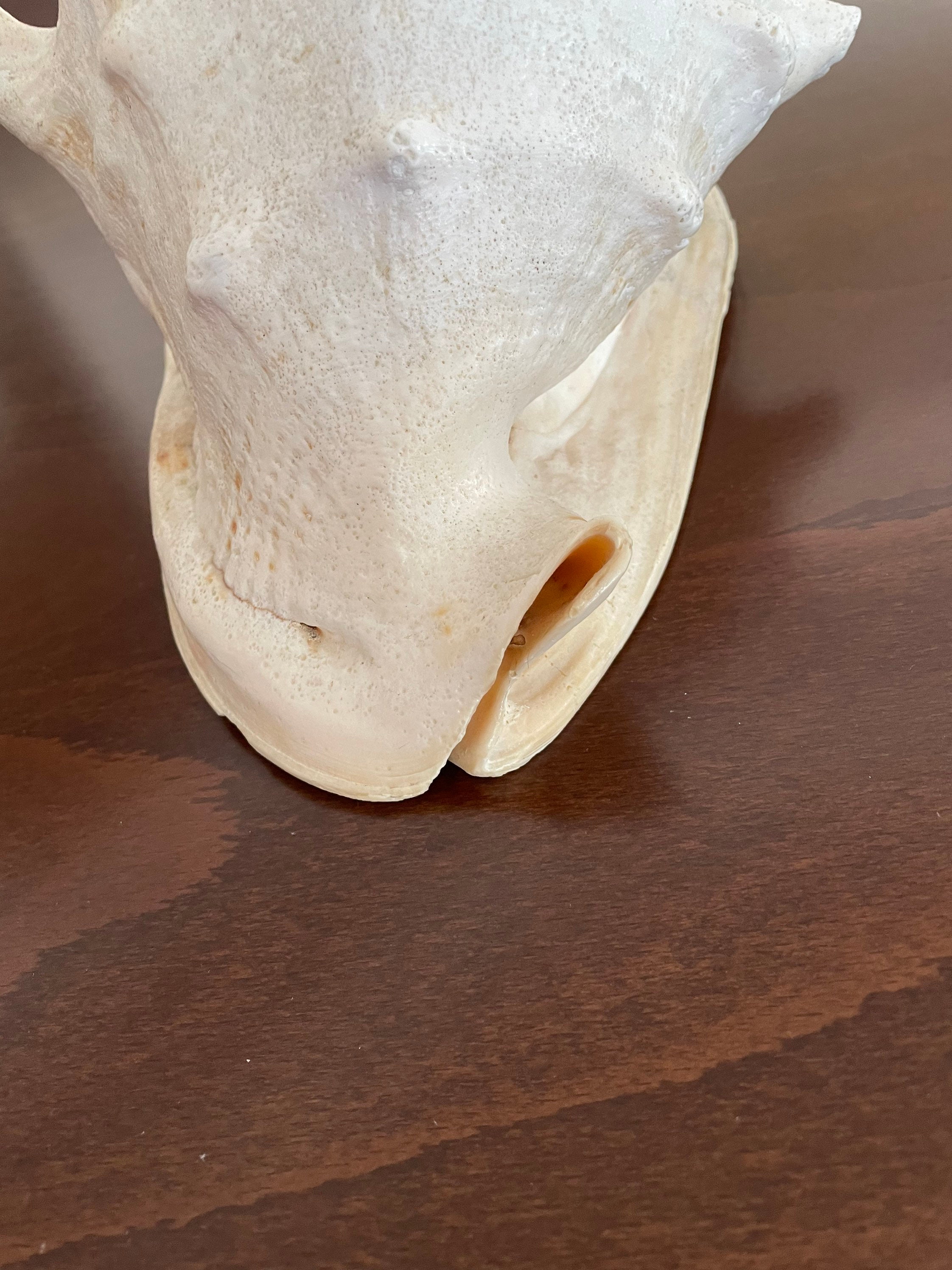 A Horned Queen Helmet Conch Shell, Home Decor Conch Shell, Sea Shell ...